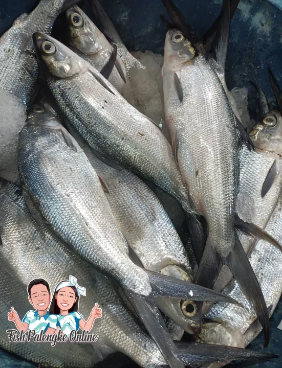 Bangus Dagupan, Bangus 1-2 pcs 1kg | Lazada PH