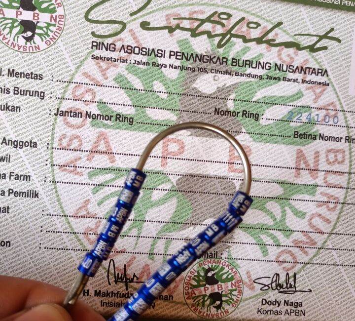 Ring Murai APBN+SERTIFIKAT 5PCS | Lazada Indonesia