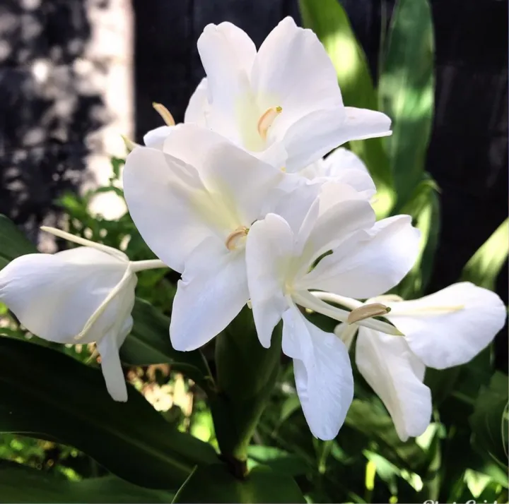 Pokok gandasuli putih bunga wangi / white hedychium fragrance | Lazada