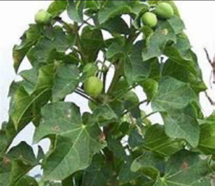 Tuba-Tuba /Jatropha Curcas live plant | Lazada PH