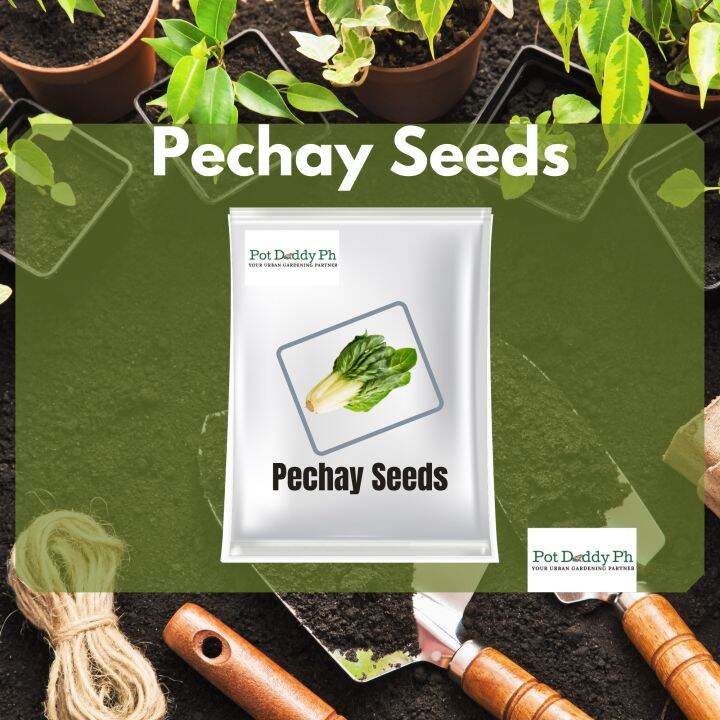 Pot Daddy Ph Vegetable Seeds Pechay | Lazada PH