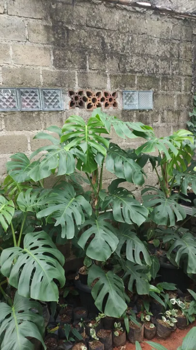 tanaman hias monstera king daun pecah | Lazada Indonesia tanaman hias monstera king daun pecah | Lazada Indonesia