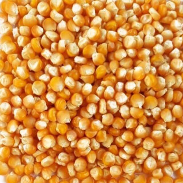 Benih jagung tawar jagung lokal 1kg | Lazada Indonesia