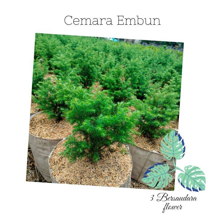 Bonsai cemara embun | Lazada Indonesia