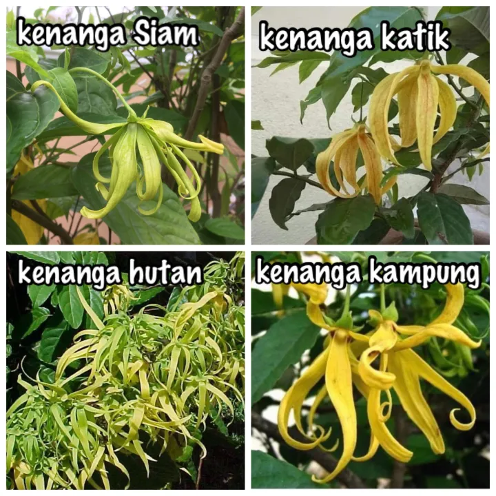 Pokok bunga wangi kenanga @ ylang ylang jenis katik/dwarf, Siam, kampung dan hutan | Lazada