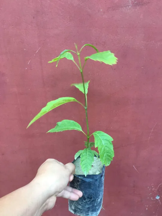 Molave in seedling bag | Lazada PH