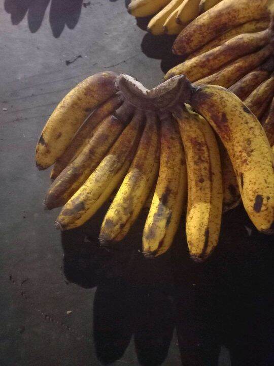 pisang barangan | Lazada Indonesia