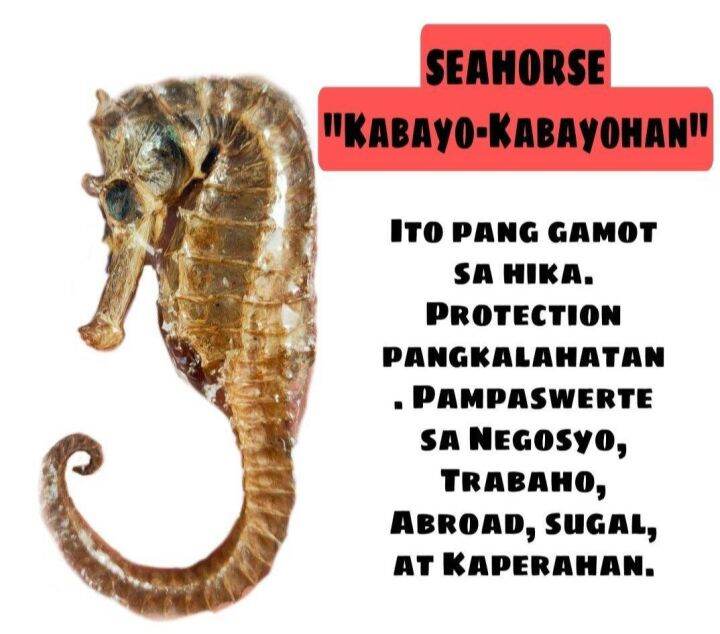 Kabayo Kabayuhan ng Dagat | Lazada PH