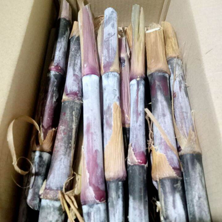 24 pcs Purple Napier Grass Cutting | Lazada PH