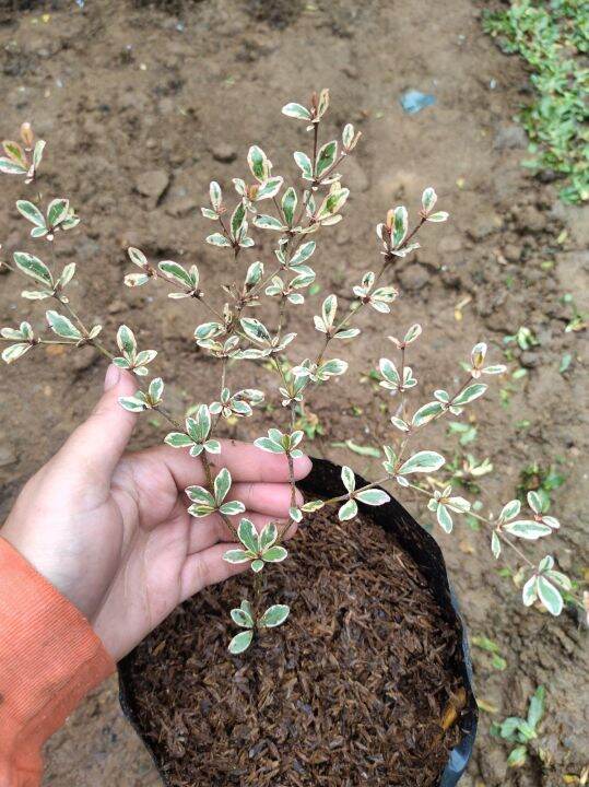 AFRICAN TALISAY VARIEGATED 2 PLUS 1 LIVE AND ROOTED 🌿 | Lazada PH