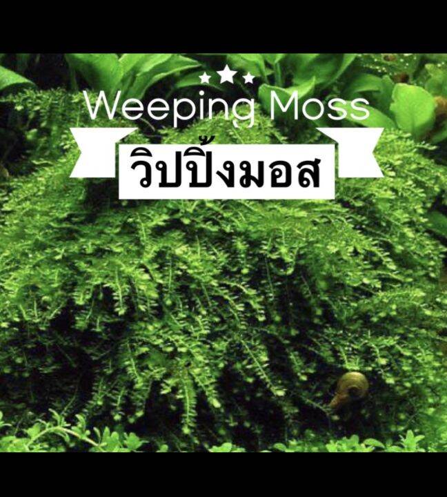 Weeping Moss วิปปิ้งมอส พันตะแกรงสแตนเลส ตู้ไม้น้ำ มีรับประกันตลอดขนส่ง ...