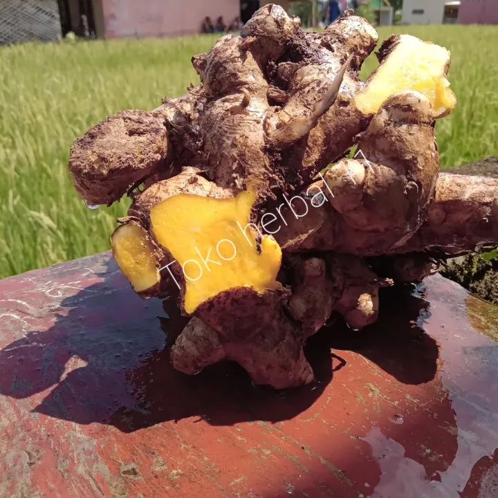 Bangle segar 1kg/panglai | Lazada Indonesia