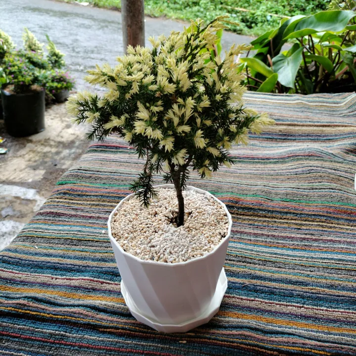 bonsai cemara batik variegata tanaman hidup gratis pot twist putih ...