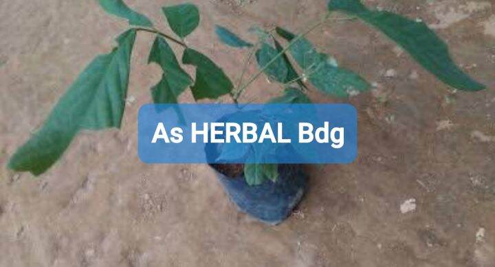 Bibit tuba akar tuba tanaman tuba atau jenu | Lazada Indonesia