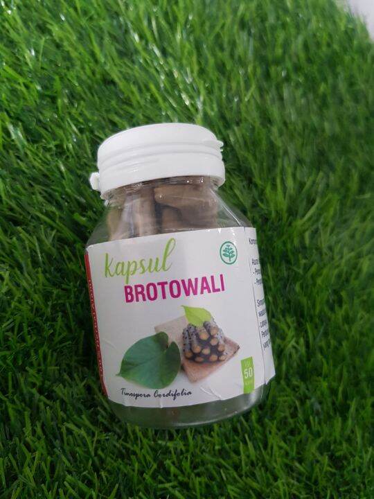 kapsul Jamu Brotowali obat gatal kulit eksim alergi biduran herbal daun ...