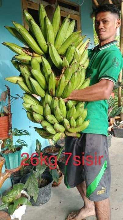 Pisang Raja