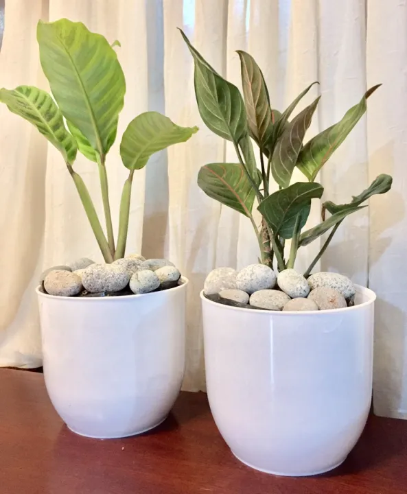 U-shaped Plant Pot white/gold garden pots for plants | Lazada PH