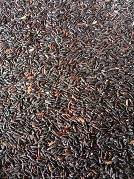 1 Liter - Beras Hitam Organik - Hasil Tani Masyarakat | Lazada Indonesia