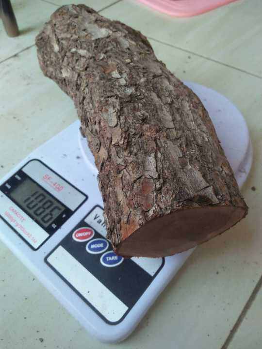 bahan kayu stigi laut jual per kg | Lazada Indonesia
