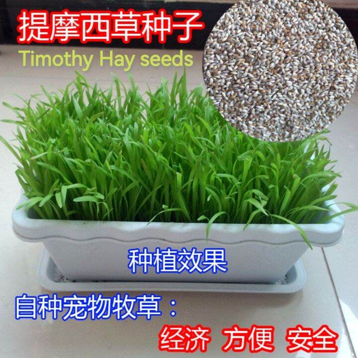 Imported Timothy Alfafa Rye Taiwan Napier seed benih rumput agro | Lazada