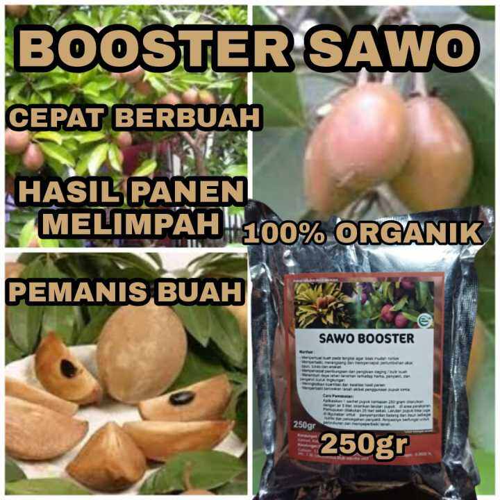 PUPUK ORGANIK BOOSTER BUAH SAWO AGAR CEPAT' BERBUAH DAN LEBAT TERBAIK TERAMPUH, PELEBAT BUAH ...