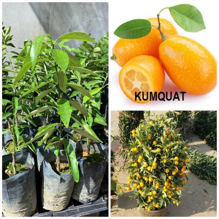 Anak pokok limau kumquat | Lazada