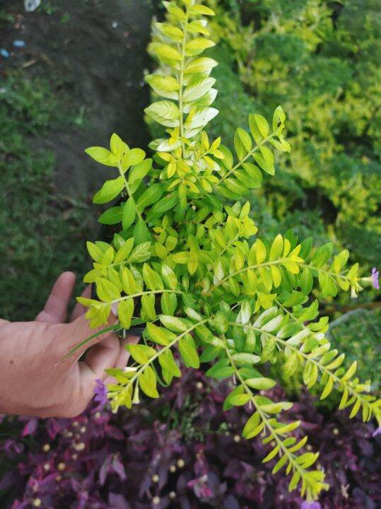 Golden kopeya 🍀 3 for 100 ☘️ | Lazada PH