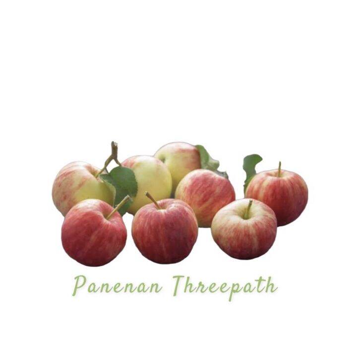 Apel Ana Mini/ Apel merah/ Apel chery / Apel buat jus dan rujak/ Apel ...