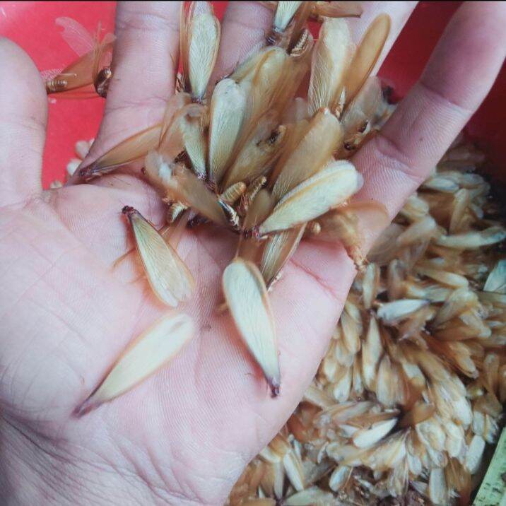 KLEPER SARI / LARON / SILARU UMPAN GSLATAMA UMPAN LELE GALATAMA JOSS ...