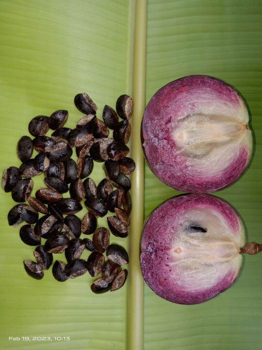 Caimito seeds Star Apple for planting 10pcs | Lazada PH