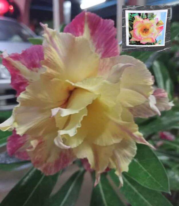 POKOK BUNGA KEMBOJA ADENIUM THAILAND | Lazada