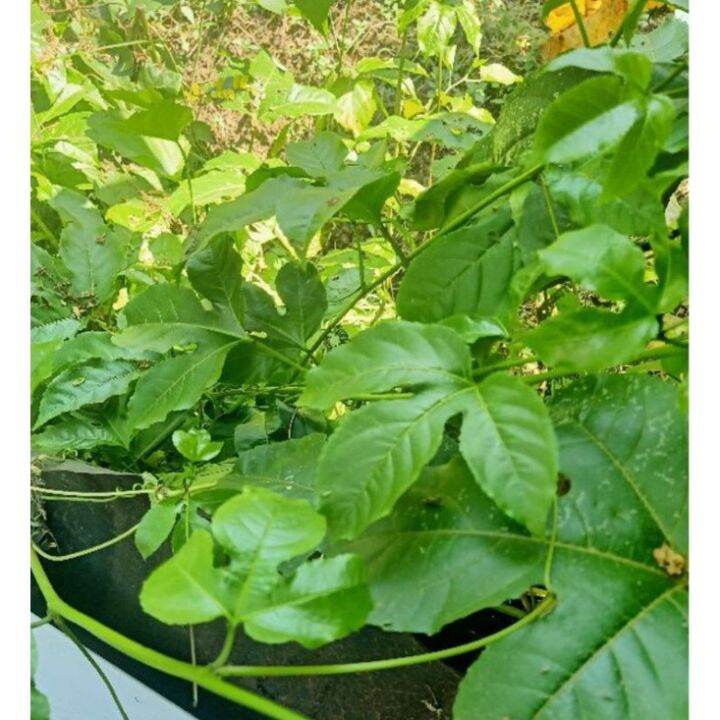 Daun Markisa Segar 500 gram | Lazada Indonesia