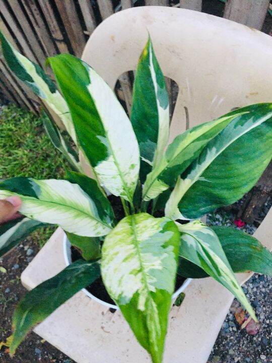 Variegated Peace Lily | Lazada PH