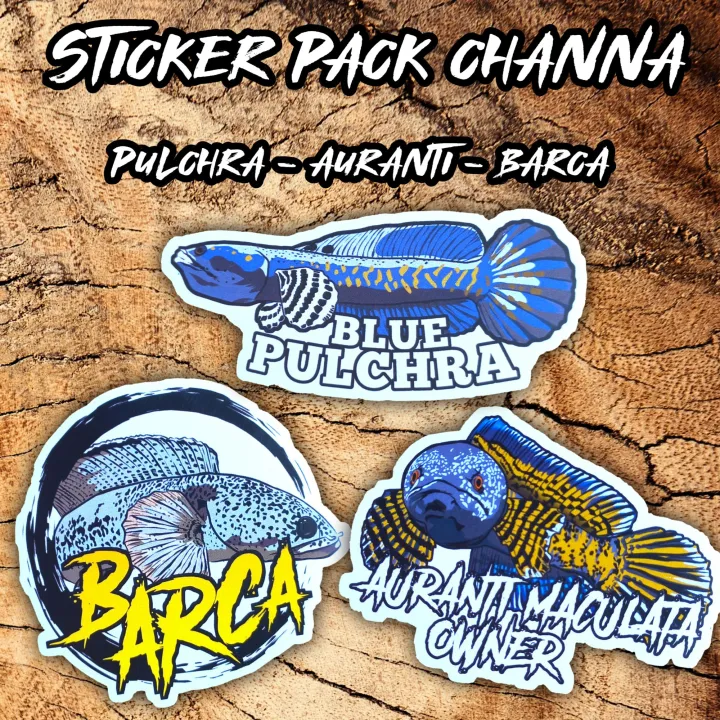 sticker pack channa 3pcs (pulchra, barca, auranti) | Lazada Indonesia