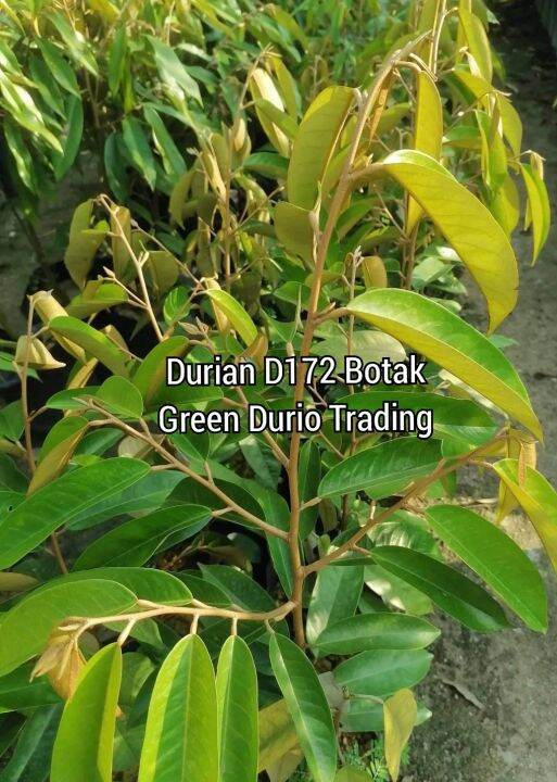 ANAK POKOK DURIAN BOTAK D172 | Lazada