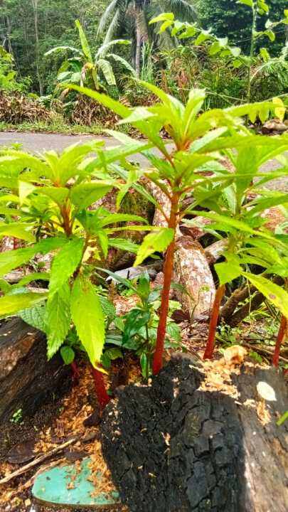 Tanaman hias pacar air merah / putih | Lazada Indonesia