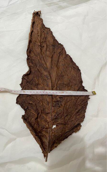 Native Tobacco Dried Leaves in Cebu 1 leaf Tabako Large Size | Lazada PH