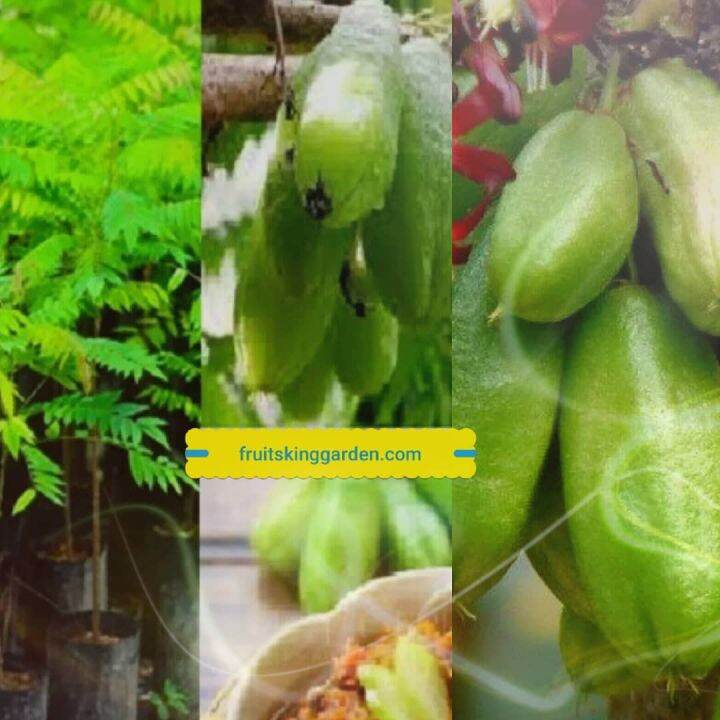 Anak Pokok Hidup Belimbing Buluh Hybrid | Lazada