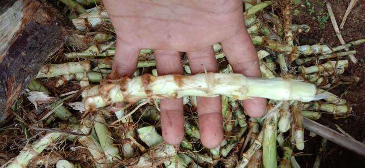 Benih Rumput Odot per 10 Stekk 1 kg Isi 30 stek | Lazada Indonesia