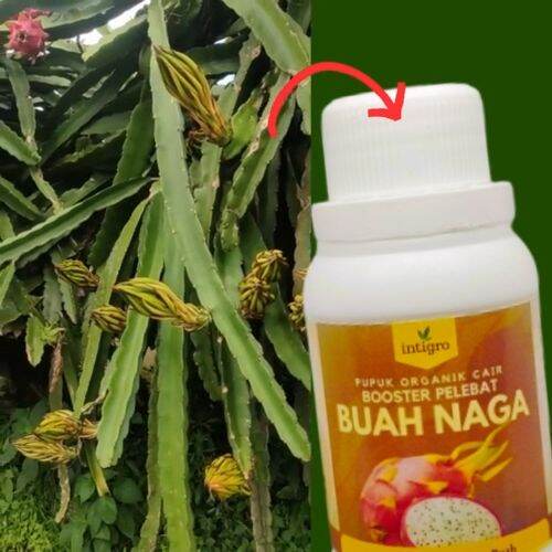 Pupuk Buah Naga Cepat Berbuah / Pupuk Organik Pelebat Buah Naga Booster Pemacu Perangsang Buah ...