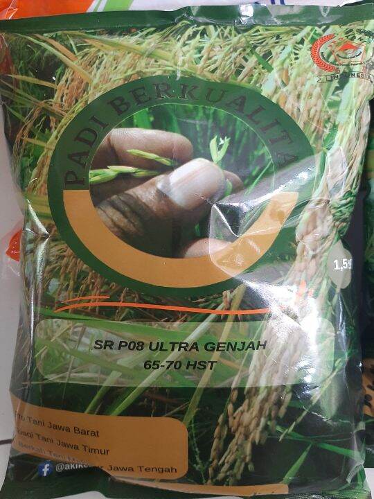 BENIH PADI SR P08 ULTRA GENJAH kemasan 1.5 Kilo | Lazada Indonesia
