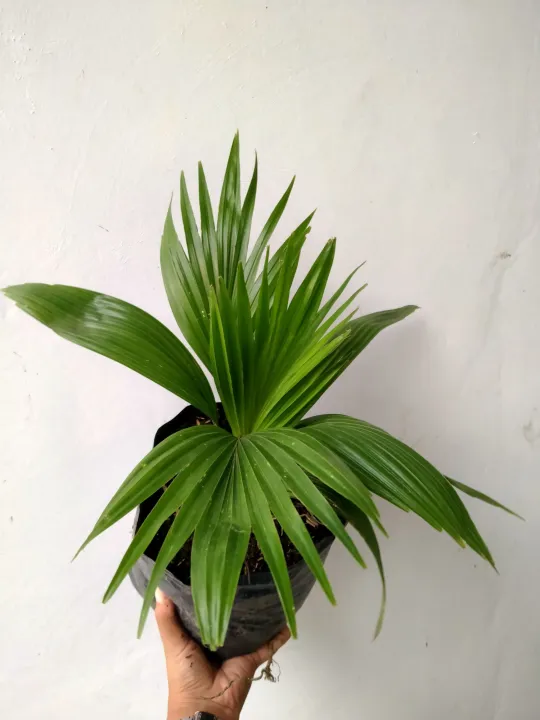 Anikanik Ph - Anahaw Live Rooted Plant | Lazada PH