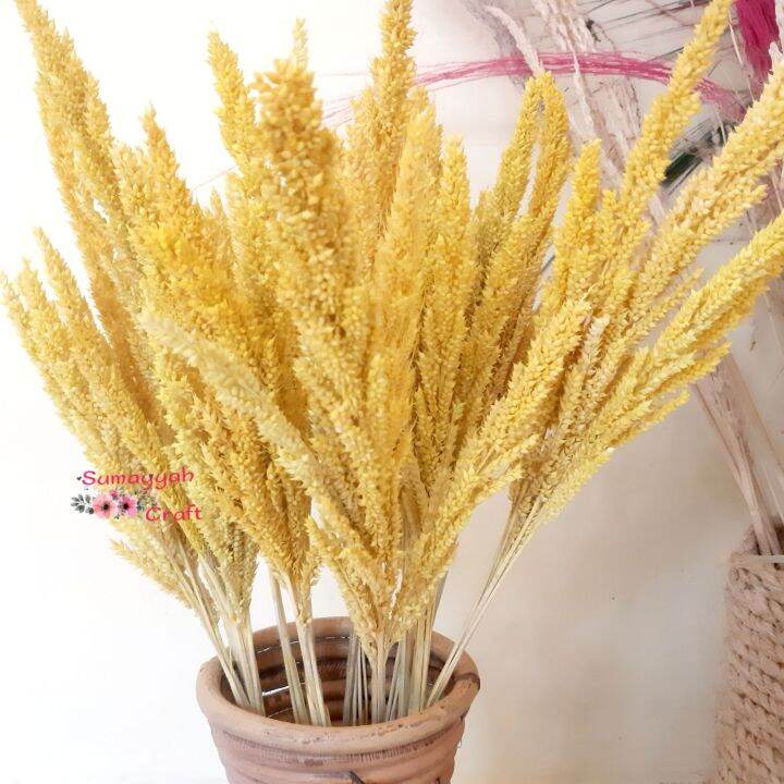 Rumput Jawan kuning/ Gandum lokal | Lazada Indonesia