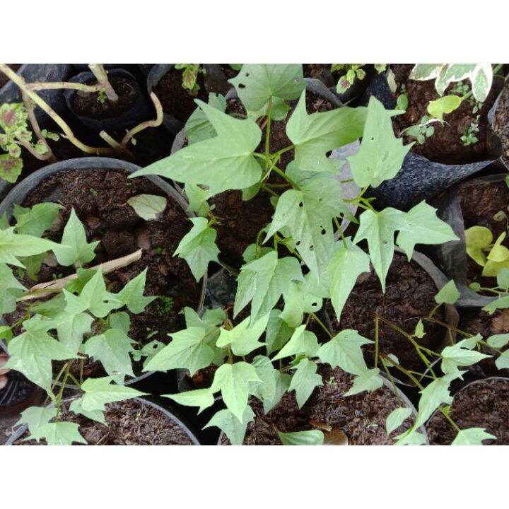 pohon ubi madu siap tanam 5 pohon | Lazada Indonesia