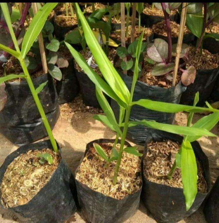 Tanaman herbal bangle | Lazada Indonesia