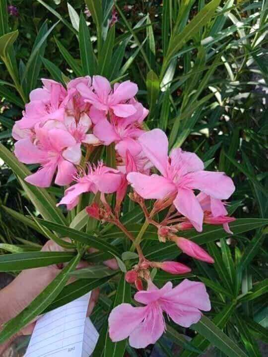 pink adelfa .wellrooted and w/ soil. (luzon only) | Lazada PH