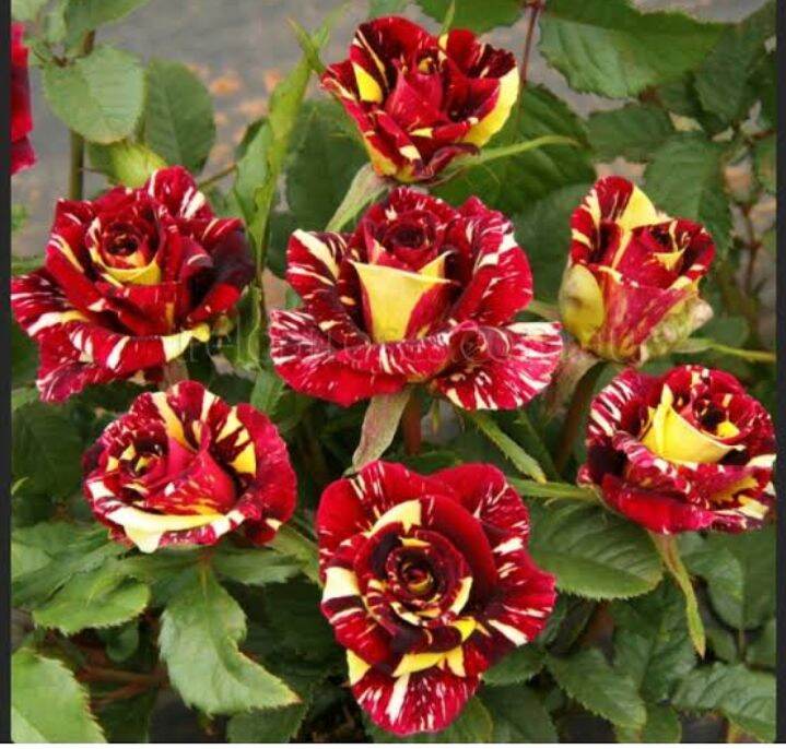 mawar batik abra | Lazada Indonesia