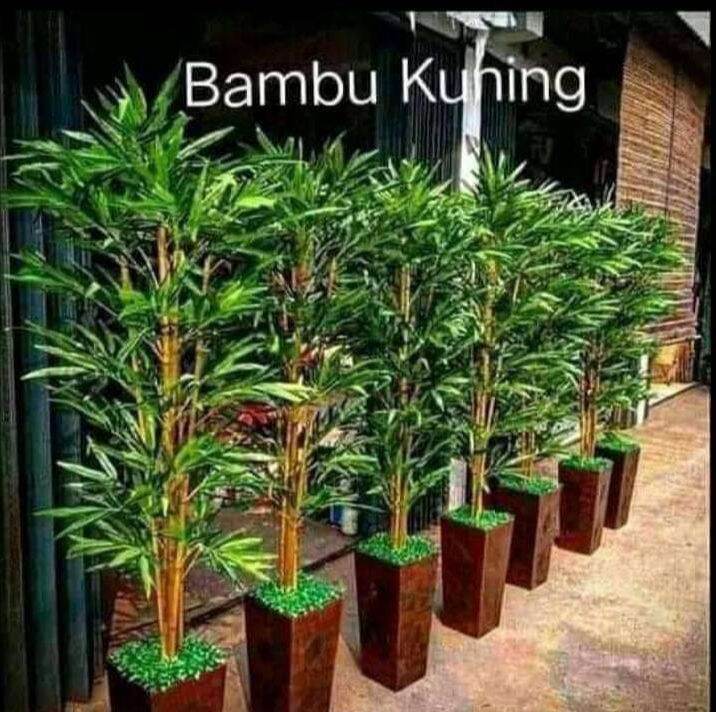 BIBIT BAMBU KUNING 1 METER TANAMAN HIAS PENGUSIR ROH JAHAT | Lazada ...