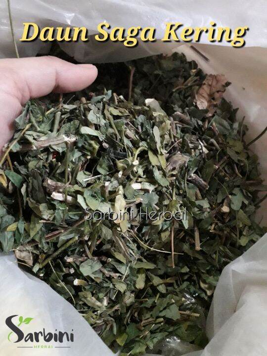 Daun Saga Kering 1 Kg | Lazada Indonesia