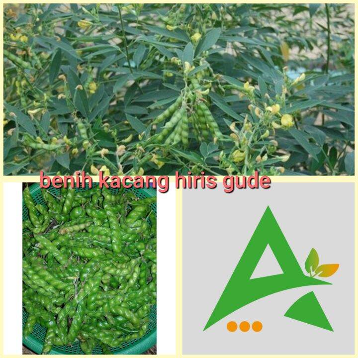 benih biji sayur kacang hiris 100 butir | Lazada Indonesia